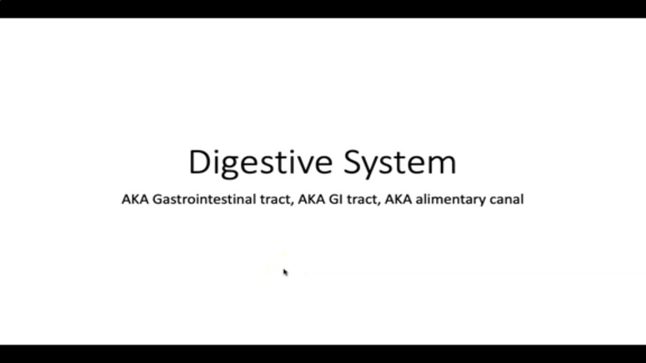 Digestive System (VETERINARY ASSISTANT EDUCATION)