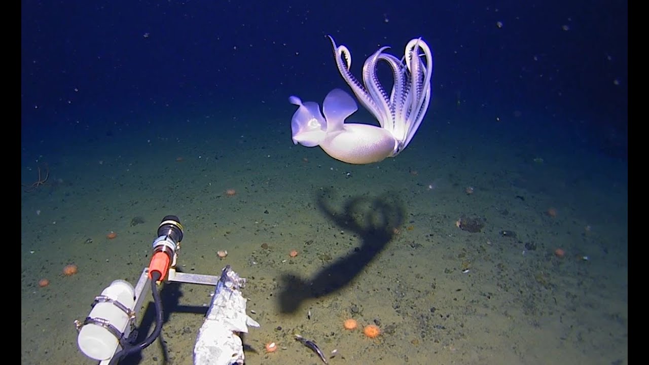 Deep Sea Mission Explores The Coldest Depths Of The Antarctic Ocean And ...