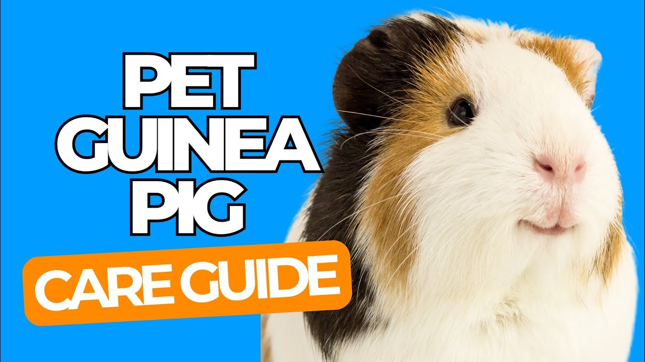 PET GUINEA PIG CARE 101 - Pet Guinea Pig Guide for Beginners