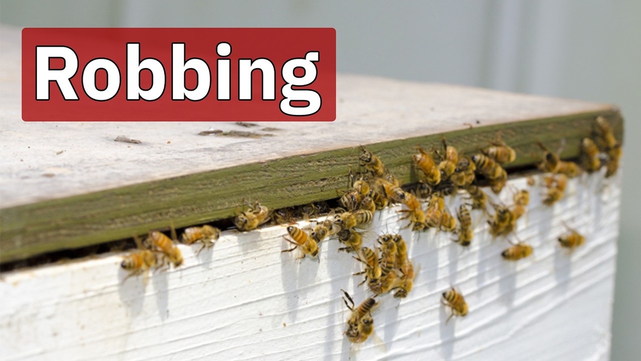 Robbing | Beekeeping Academy | Ep. 91
