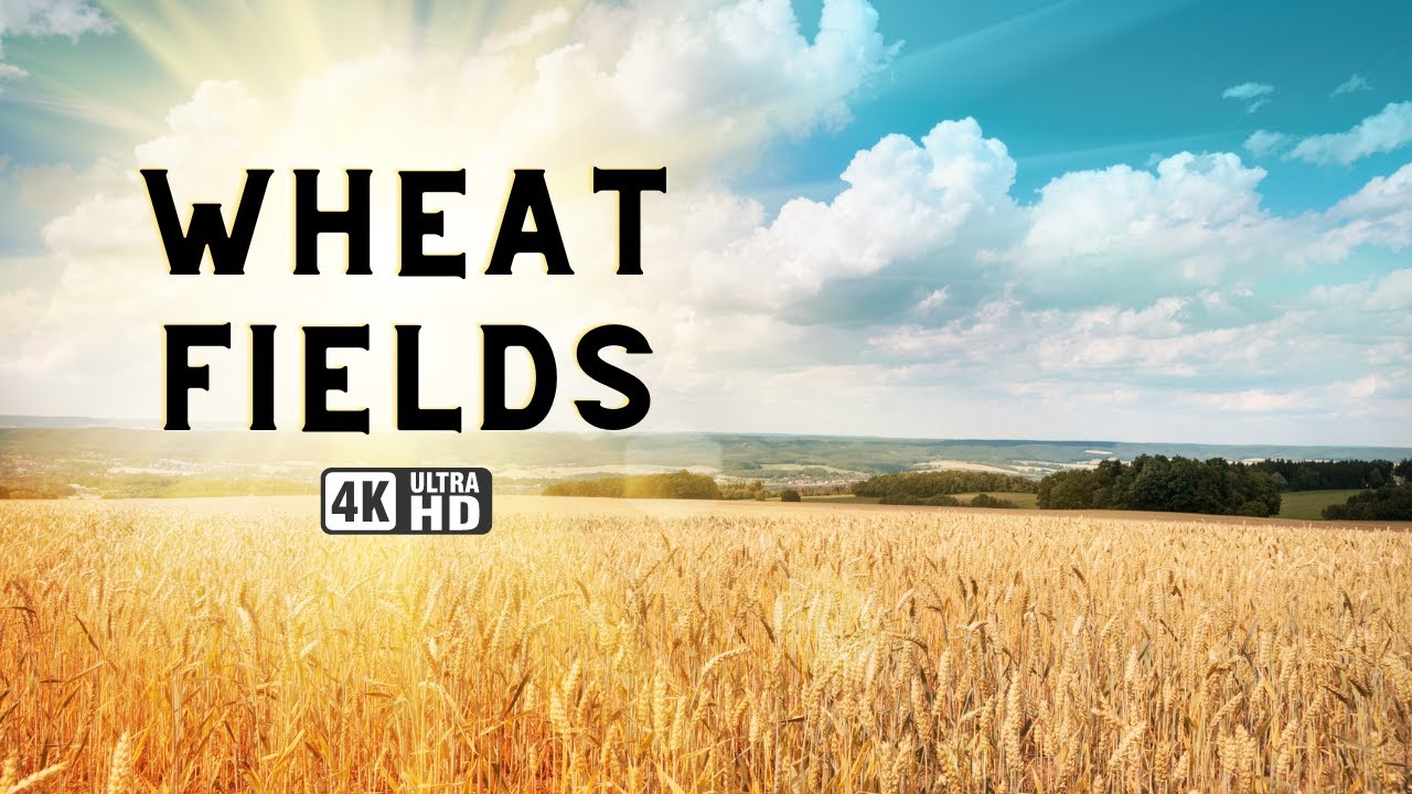 Natural Wheat Fields | 4K Videos | Copyright Free | Creator Mitra