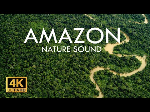 Amazon 4k - The World’s Largest Tropical Rainforest - Relaxation Film with Jungle Sounds
