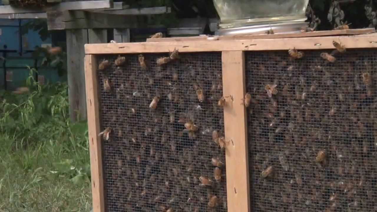 Preparations for the Bee Beard