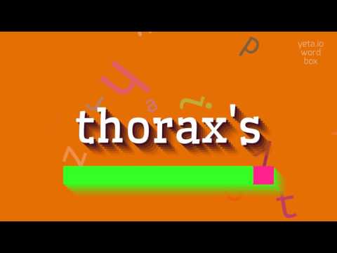 How to say "thorax's"! (High Quality Voices)