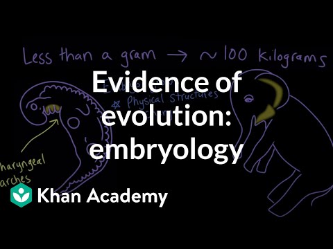 Evidence of evolution: embryology (video) | Khan Academy