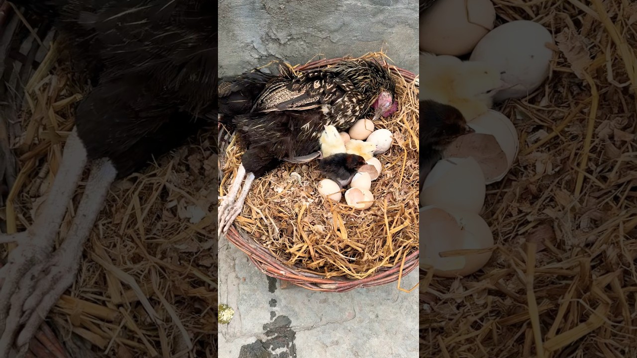 Oh no! Mother hen Died while chicks was hatching 🐣😭😭