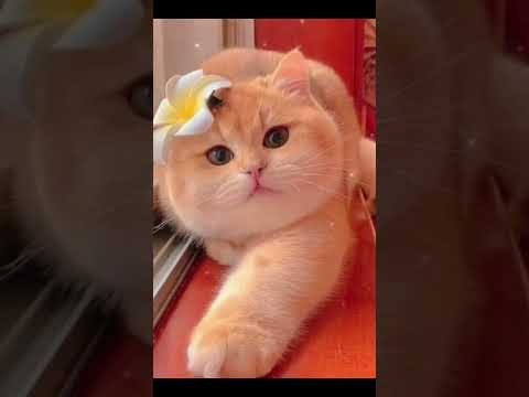 Beautiful Cat Mobile Wallpaper HD | Cute Cat Wallpaper 4k Images