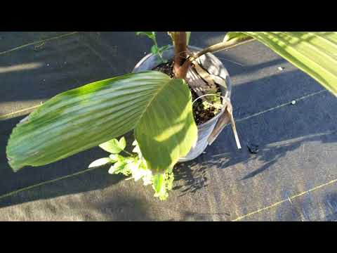 Hydriastele beguinii - The Obi Island Palm (and Form)!