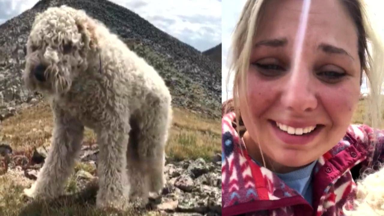 Woman Finds Her Missing Dog 19 Days After Crash - Go Viral!