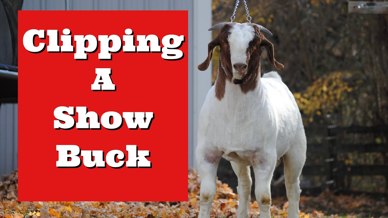 How To Clip A Young Show Buck(Boer Goats)