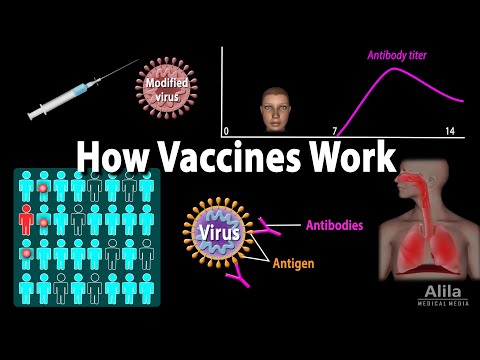 How Vaccines Work, Herd Immunity, Types of Vaccines, Animation