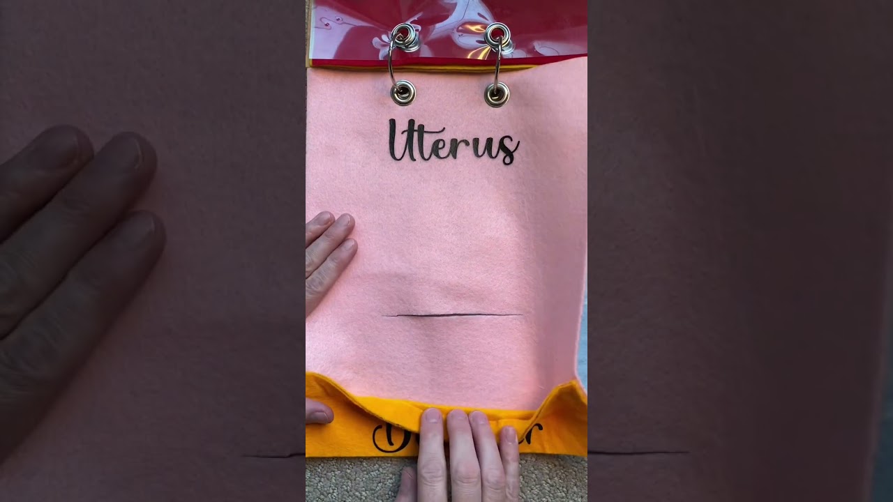 C-Section Anatomy {7 Layers!} #csection #childbirtheducation #laboranddelivery #pregnancyjourney