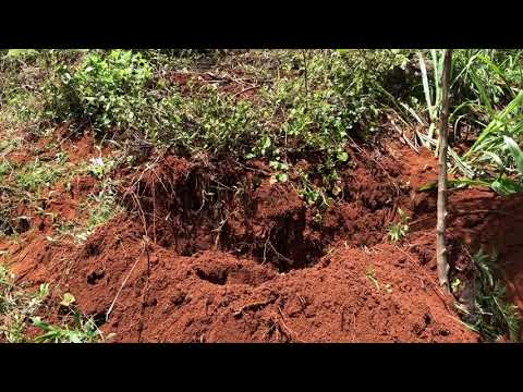 Excavating an army ant nest (and finding the queen) – Why Evolution Is True