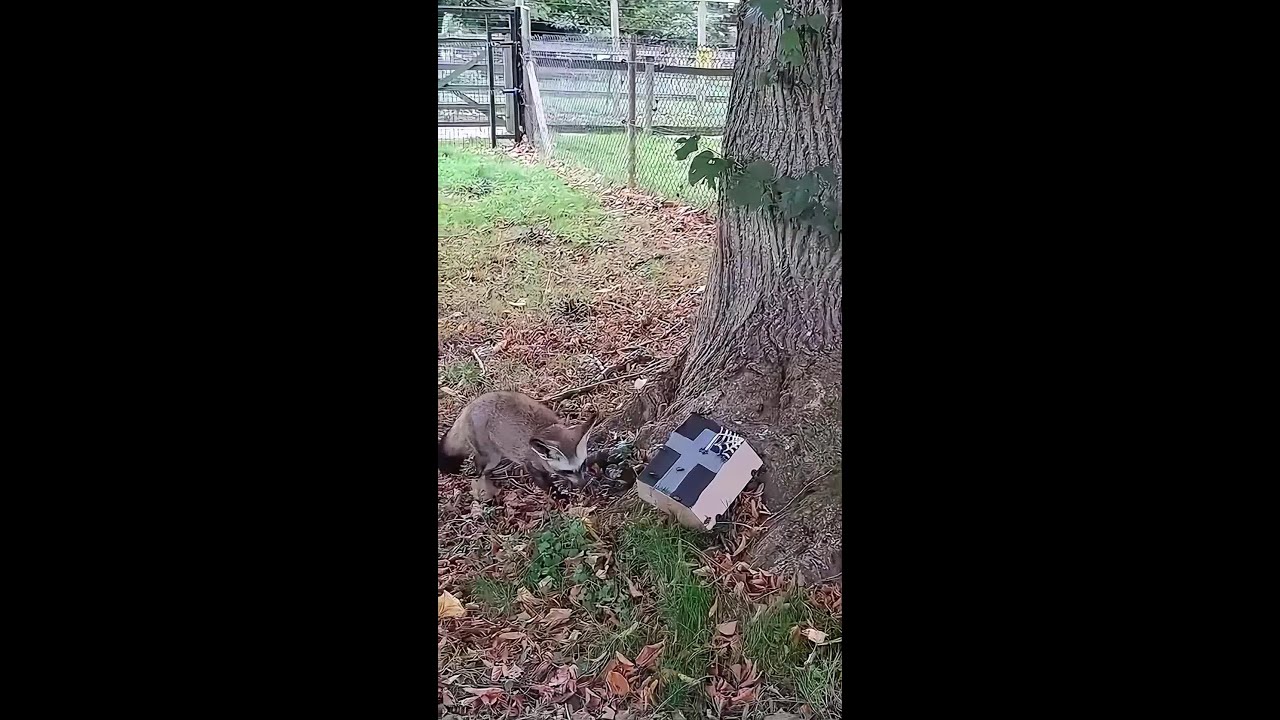 Bat-eared foxes with spook-tacular hearing!