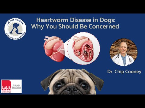 Dog Heartworm Disease - Why You Should Be Concerned