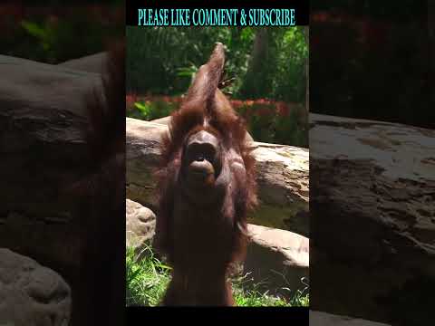 π§ββοΈ Unlock Your MONKEY POSE: Yoga, Meditation & Fitness for Ultimate Well-being