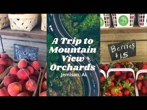 4 of the Best Apple Orchards in Alabama Perfect for Fall