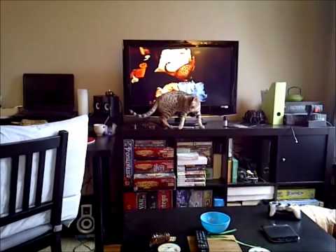 Steam Community :: Video :: Bengal Kitten Dexxy: Watching Dexxy