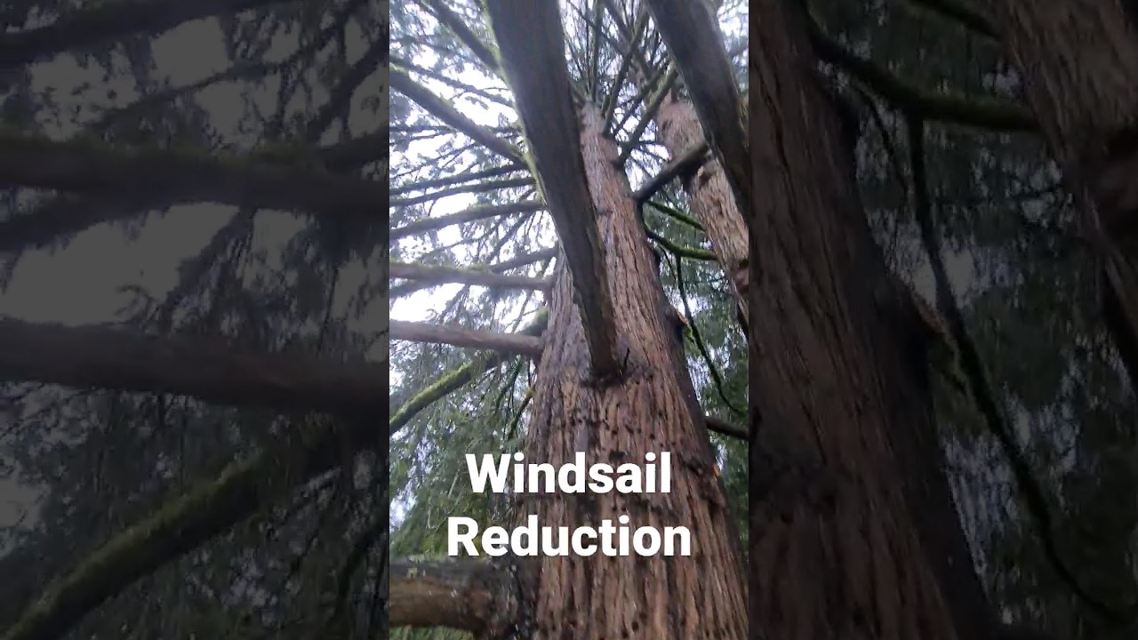 windsail reduction Redmond Washington Anytime Tree Services Llc