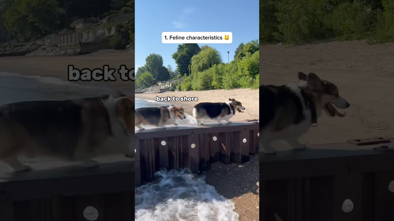 Things Only Corgi Owners Would Understand (part 2)