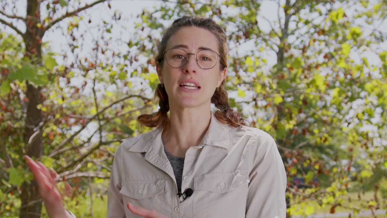 Unit 8: Tree Problems and Diagnosis