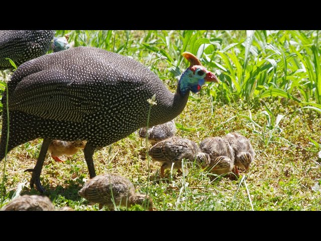 Guineafowl Birds - Fowl Chicks( ginni koli) Wholesaler from Salem