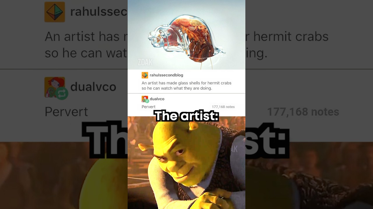 Hermit crab 😼