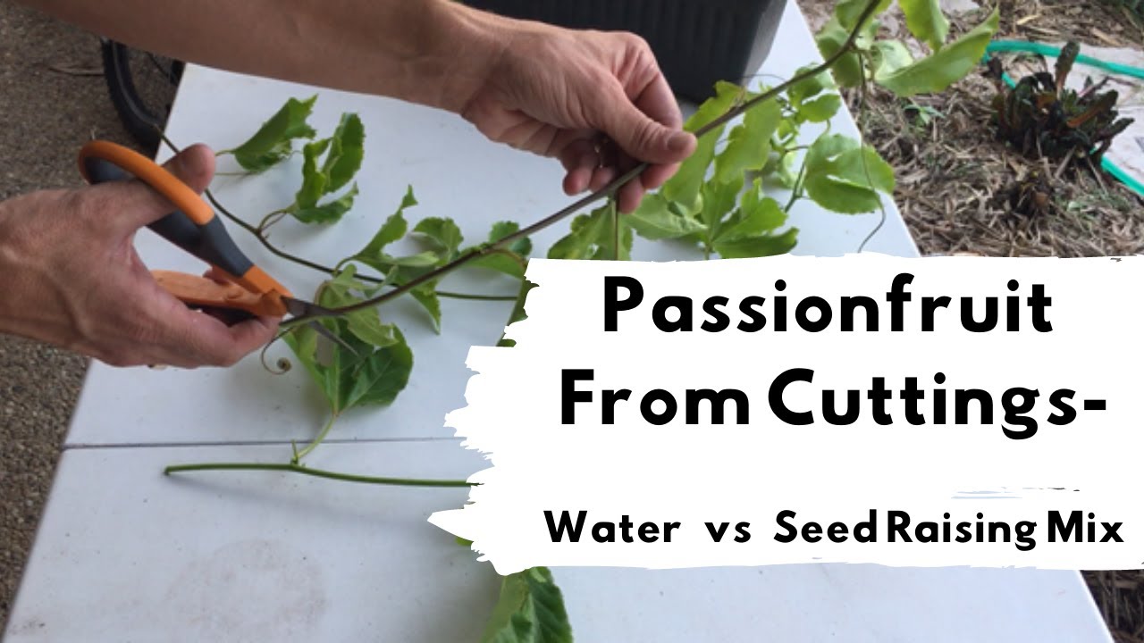 How to grow passionfruit from cuttings- Water vs Seed Raising Mix
