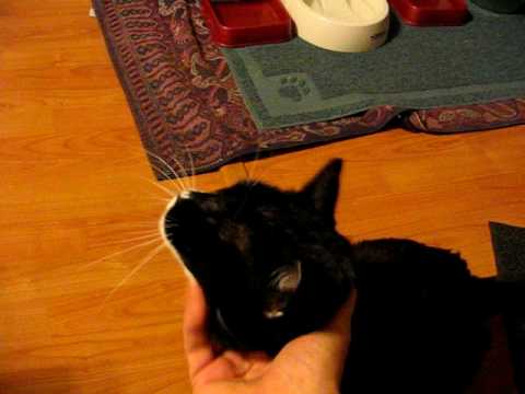 Mr. Snugglemuffins and Tricky Woo