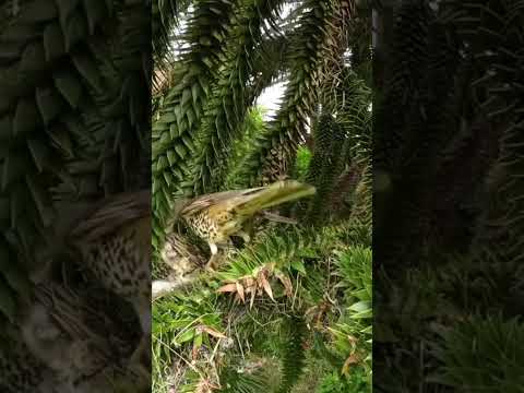 Thrush in the Bush! #irish #nature #fauna #wildlife #shortswithcamilla