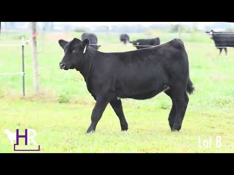 HR Cattle Co - Breeders World
