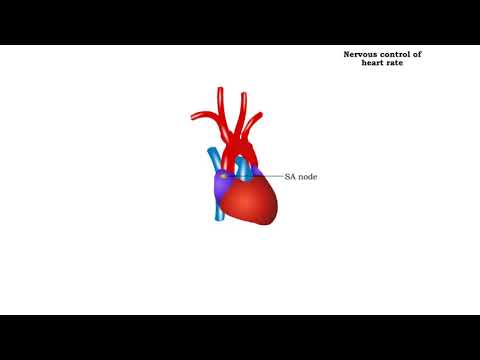 Definition of heart rate