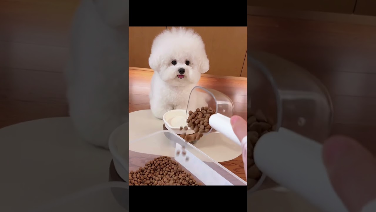 the bichon frise Bichon is unhappy because it was teased #shorts #shortvideo #ytshorts #funny #dog