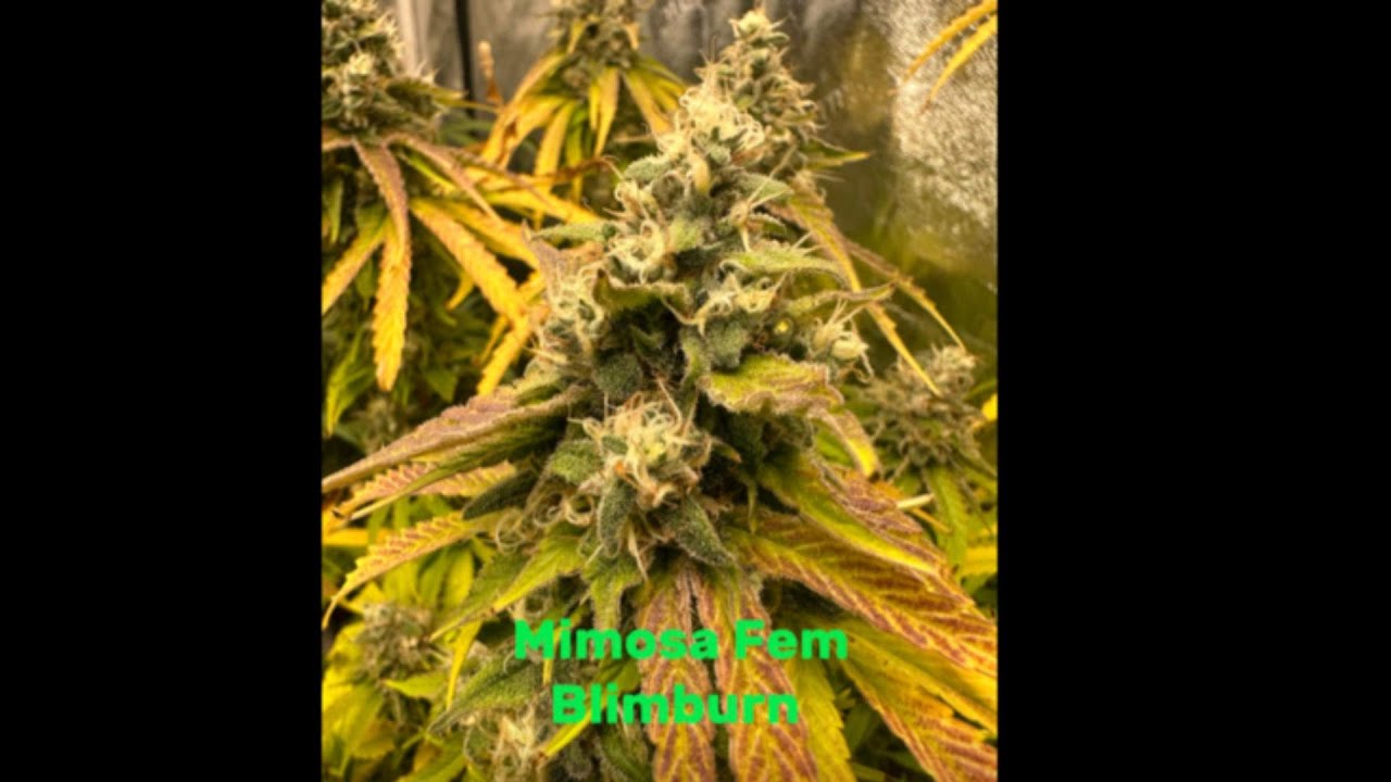 Mimosa Timelapse Seed to Harvest Full Grow