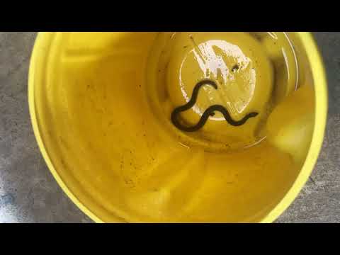 Smooth earth snake