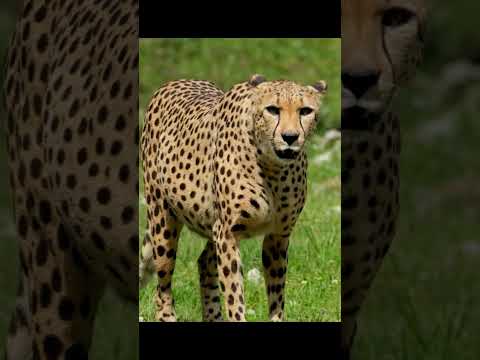 Animals Starting With C| Learn Animal Words That Start With Letters C #animals #shorts