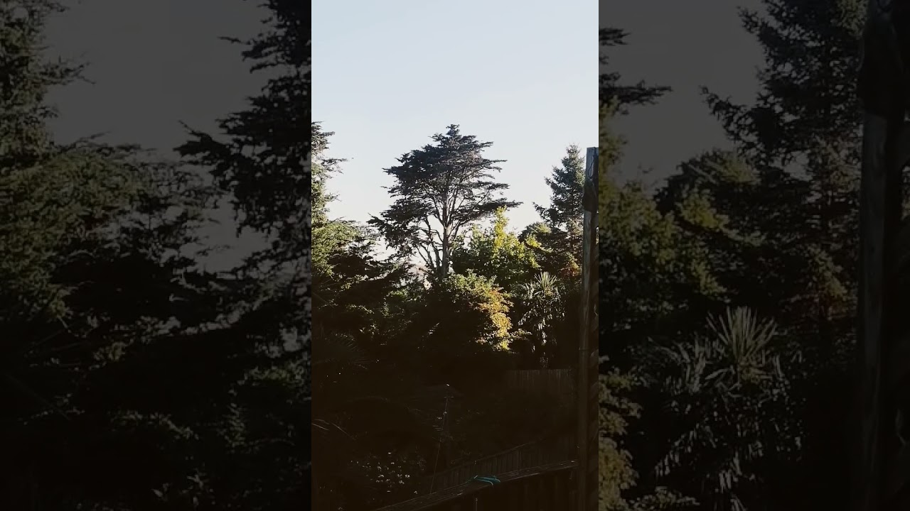 Using Trees As A Compass