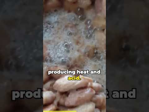 Making CHOCOLATE: The Fascinating Process of Fermentation #foodfactory