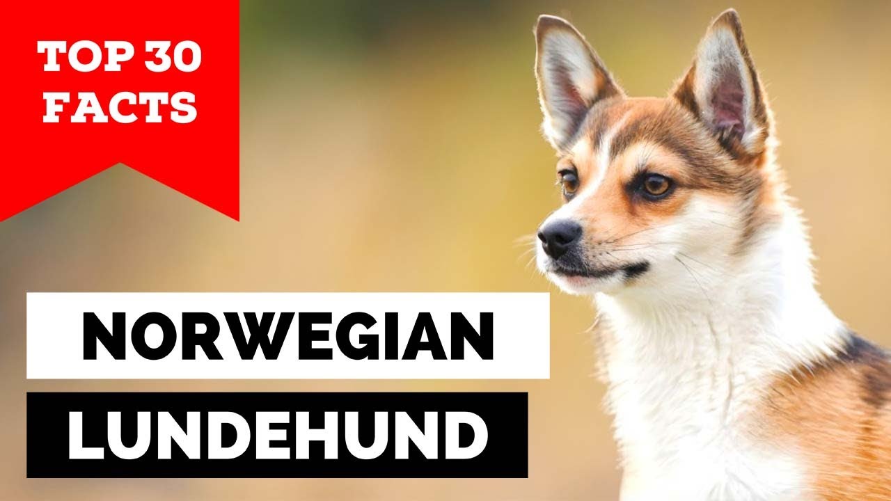 99% of Norwegian Lundehund Owners Don't Know This