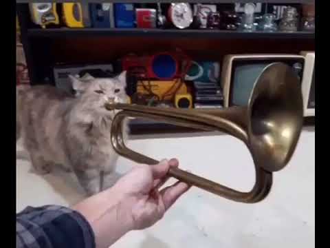 Steam Community :: Video :: Cat Trumpet