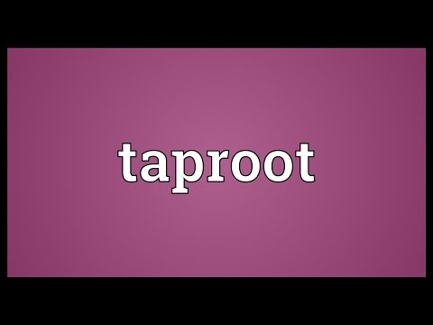 Taproot Meaning