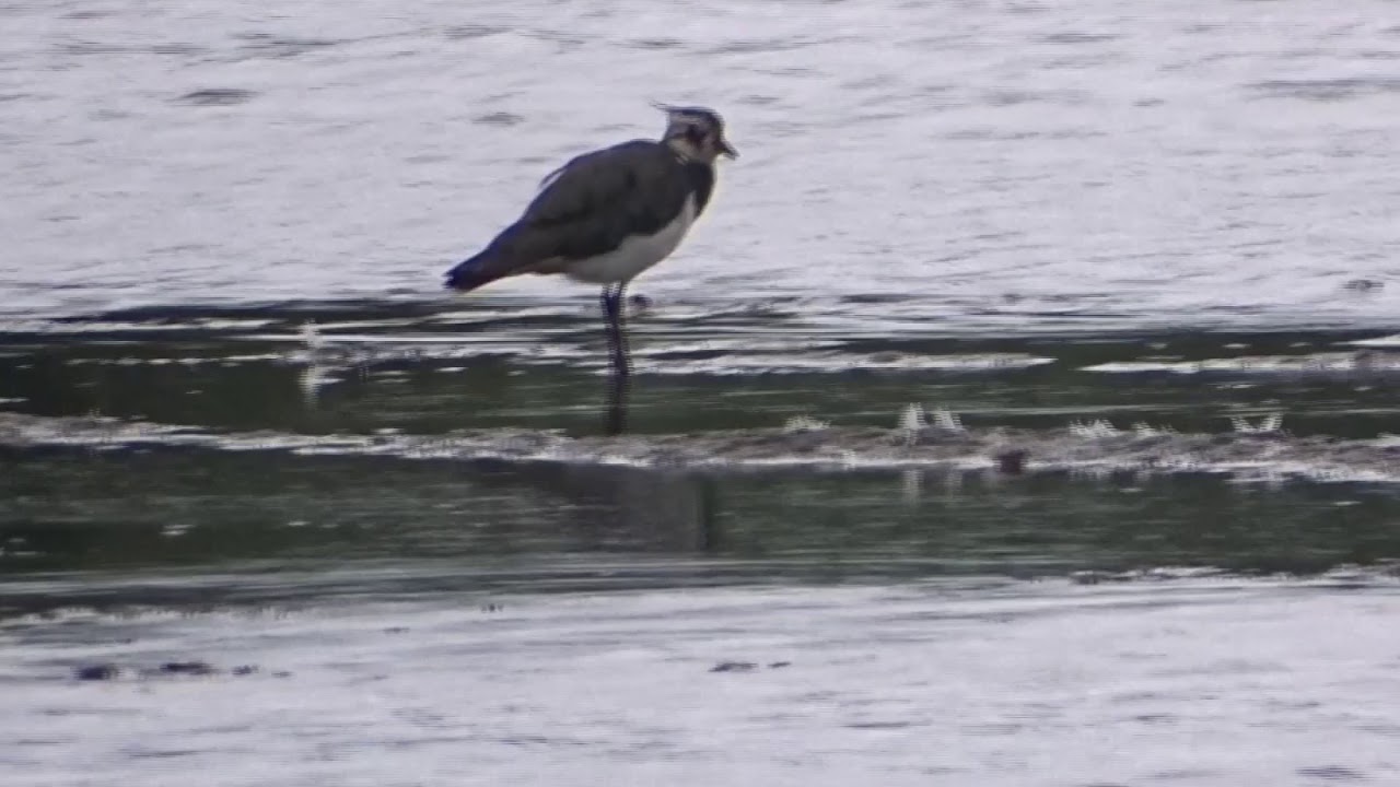 Herken de Kievit (Northern lapwing, vanellus vanellus)