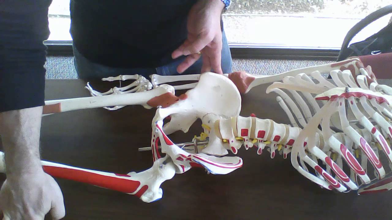 Anterior Superior Iliac Spine