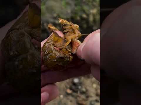 HUGE Parasite Removed From Pearl the Shrimp #shorts