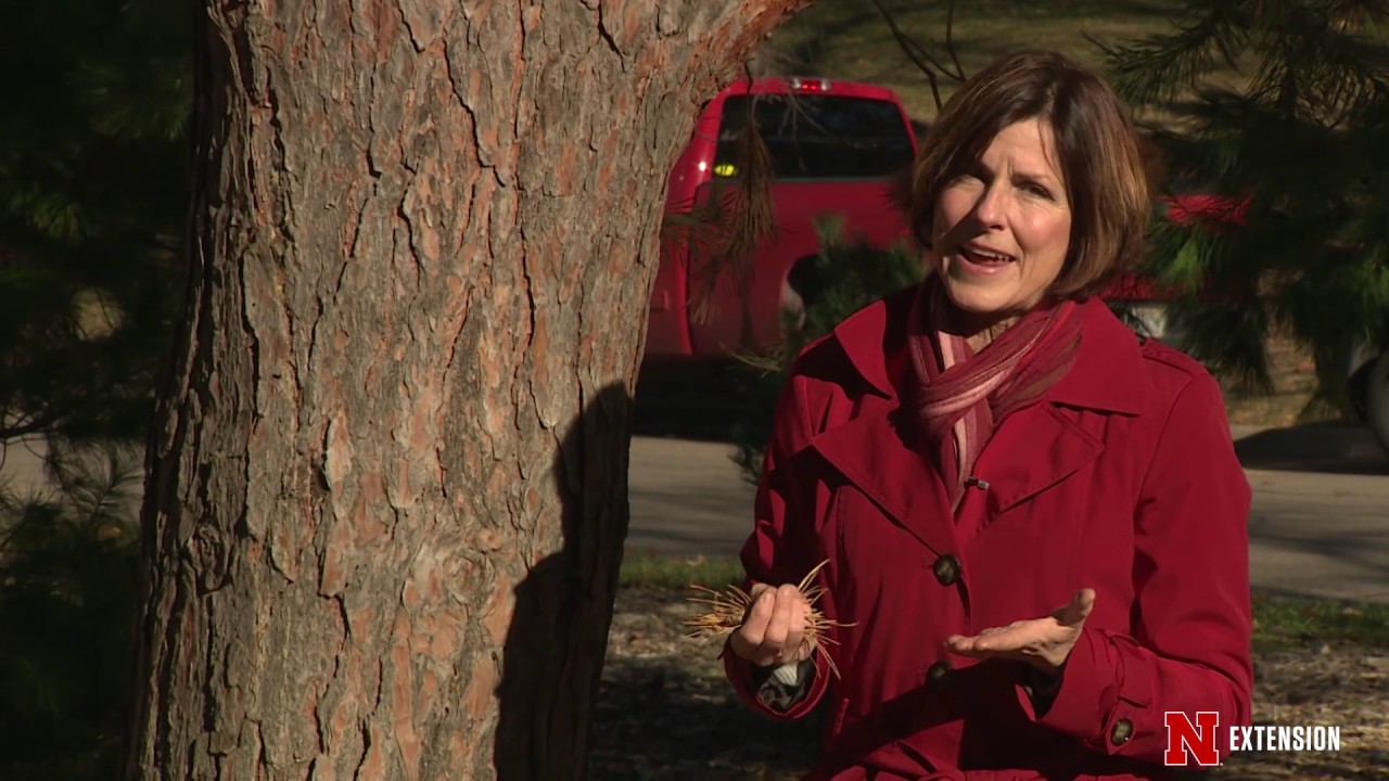 Landscape Lesson: Pine Needles