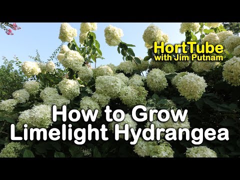 How to grow Limelight Hydrangeas (Hydrangea Paniculata or Tree Hydrangea)