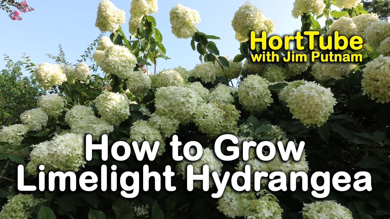 How to grow Limelight Hydrangeas (Hydrangea Paniculata or Tree Hydrangea)