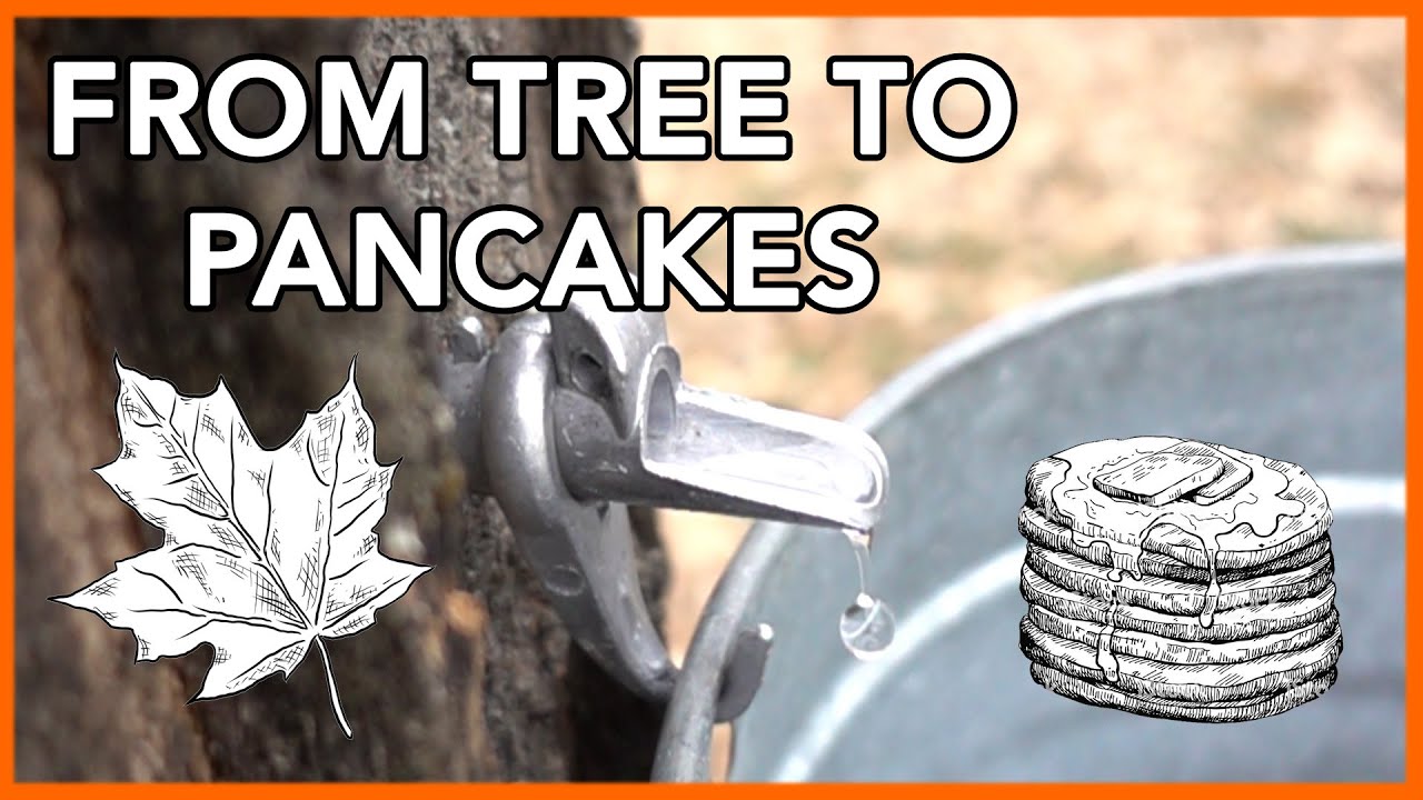 Making Maple Syrup at Home (Start to Finish)