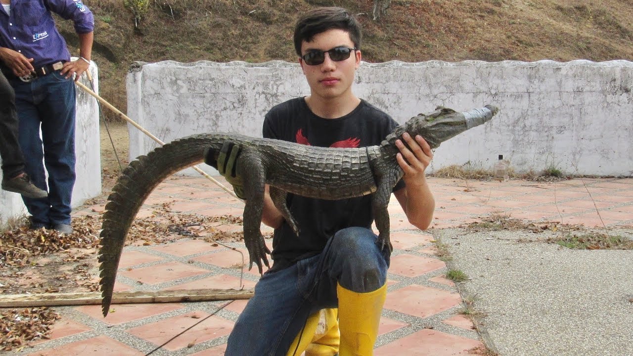 The spectacled caiman rescue!