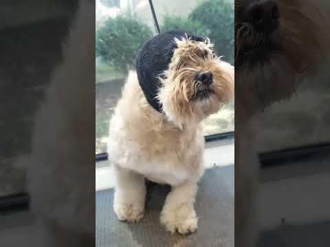 Happy Hoodie for Pets - The Perfect Solution for Stress-Free Drying